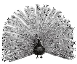 Yarra Enhanced Income Fund