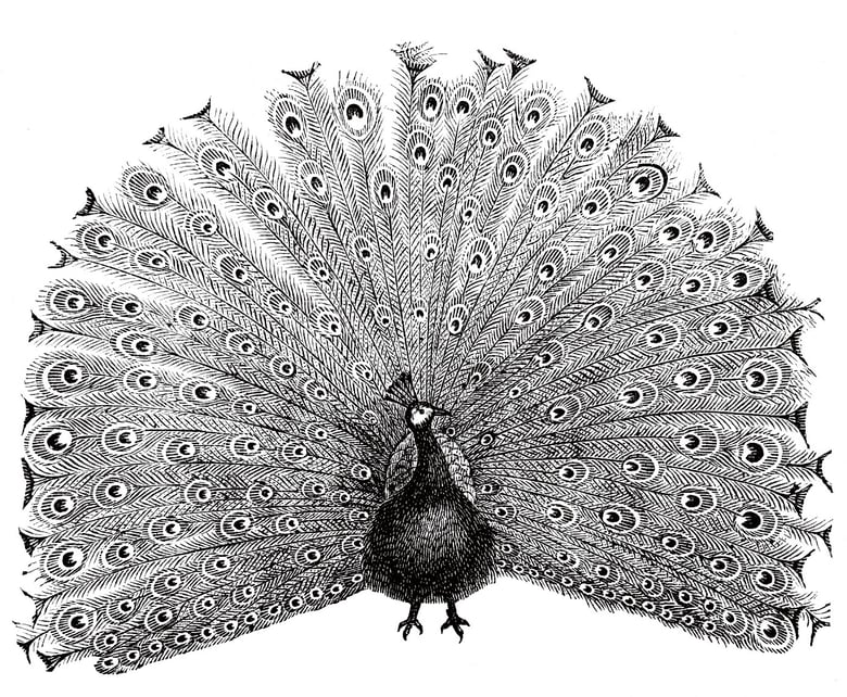 Yarra Enhanced Income Fund